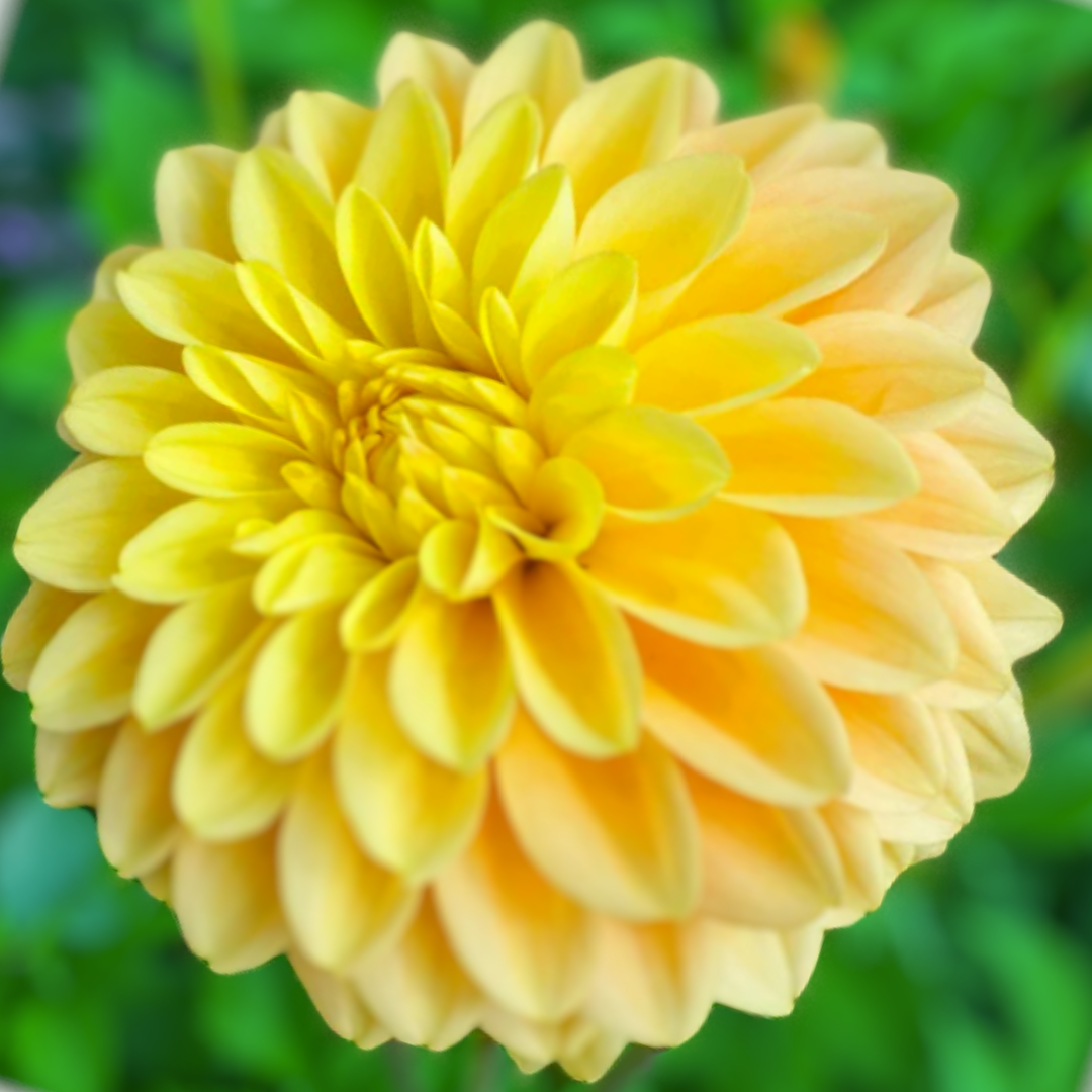Bocherell Dahlia Tuber | Harvest Thyme Farm