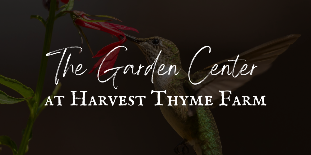 Native Plants in Your Landscape | Harvest Thyme Farm