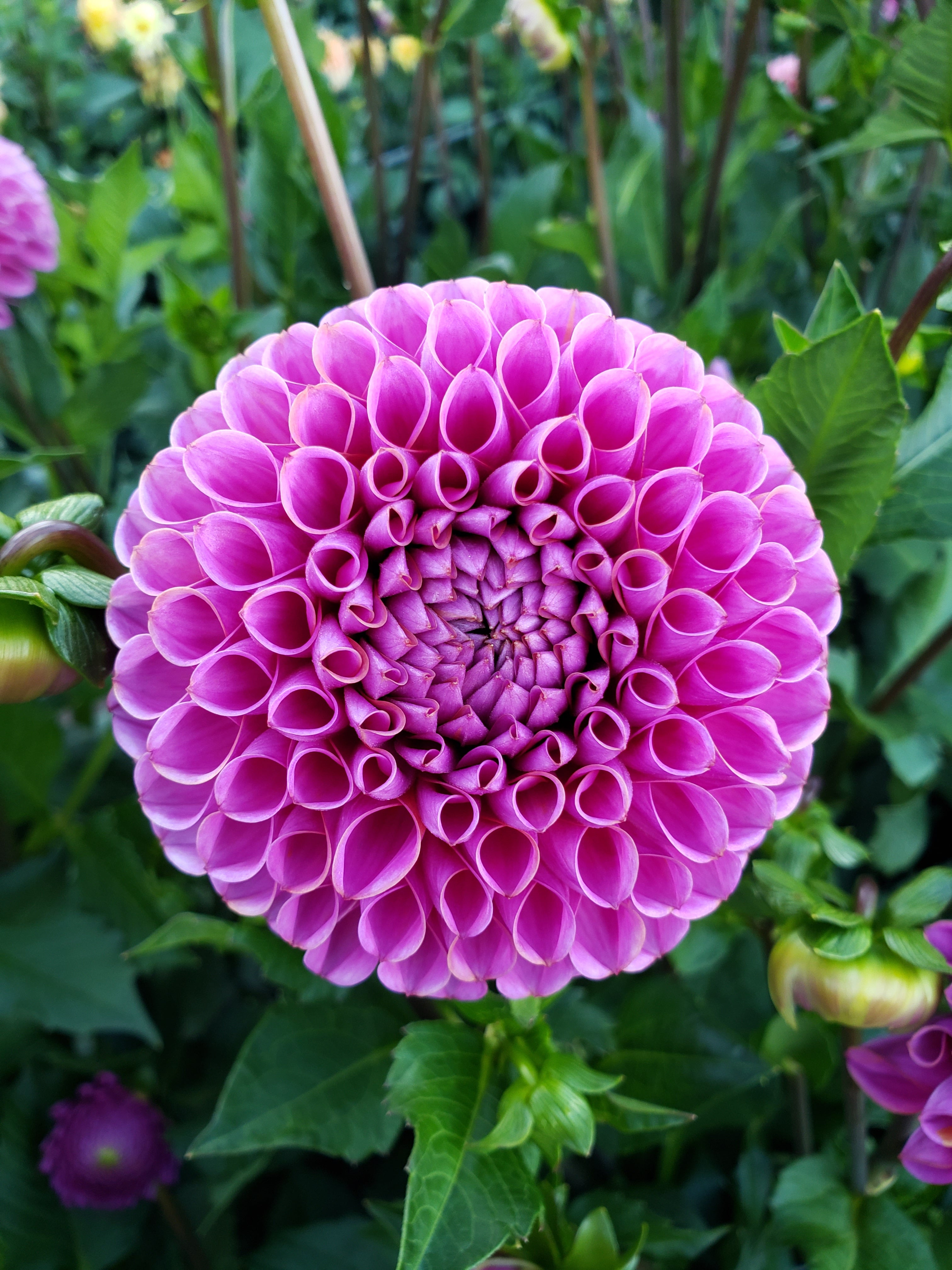 Isabel Dahlia Tubers | Harvest Thyme Farm