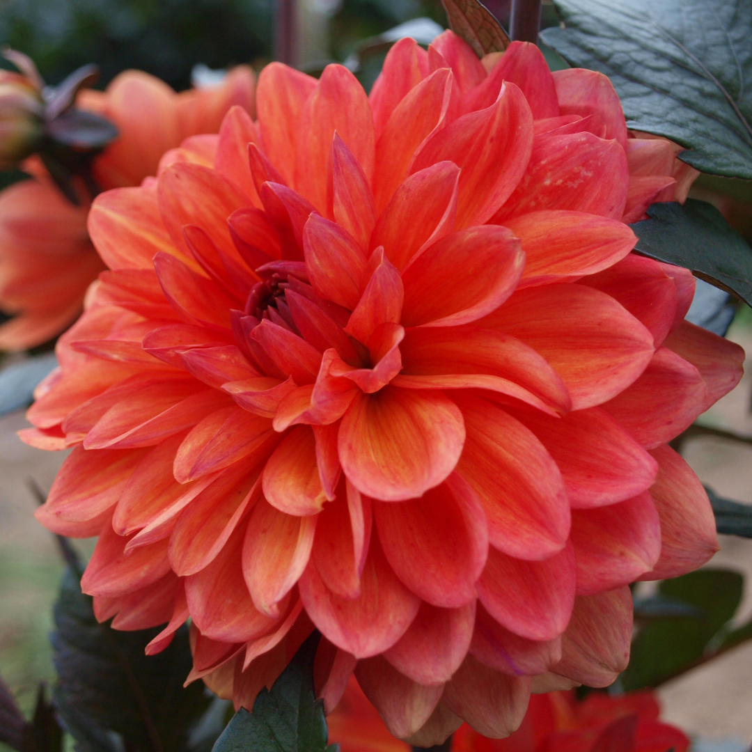 Orange Pekoe Dahlia Tubers | Harvest Thyme Farm