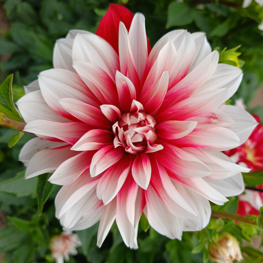 Catching Fire Dahlia Tuber | Harvest Thyme Farm