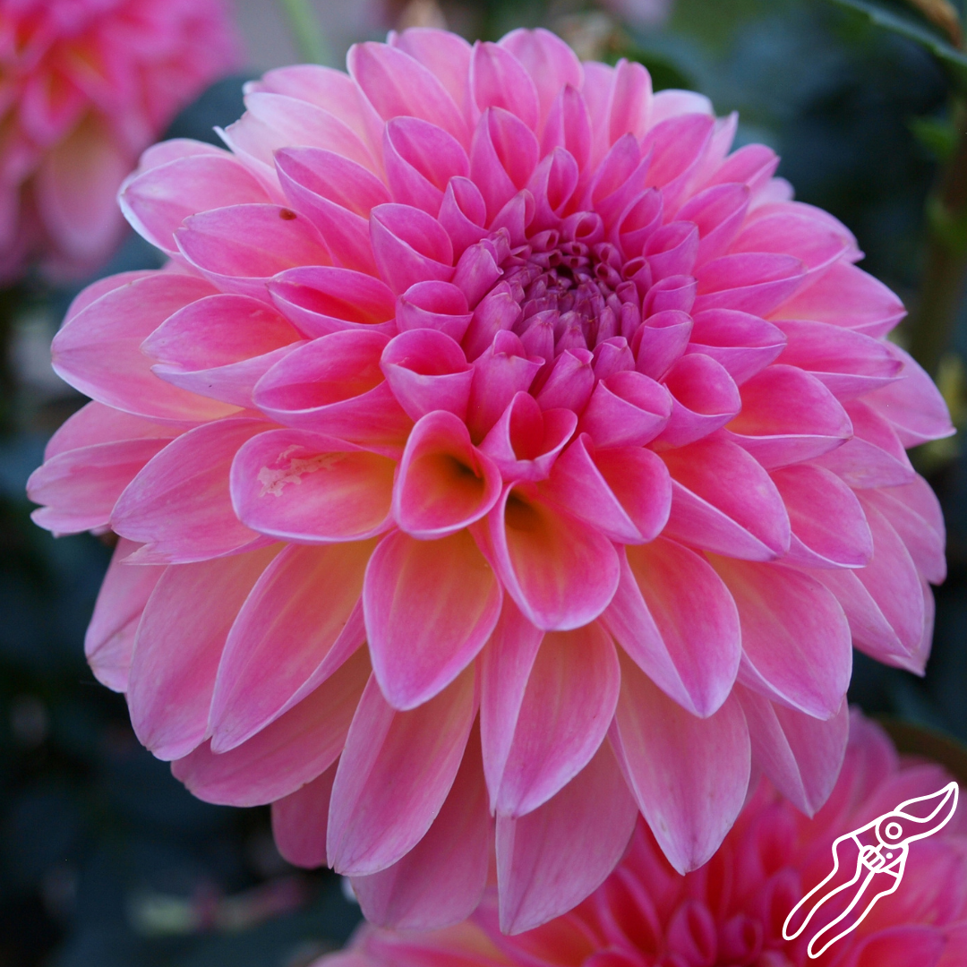 Esli Dahlia Tubers | Harvest Thyme Farm