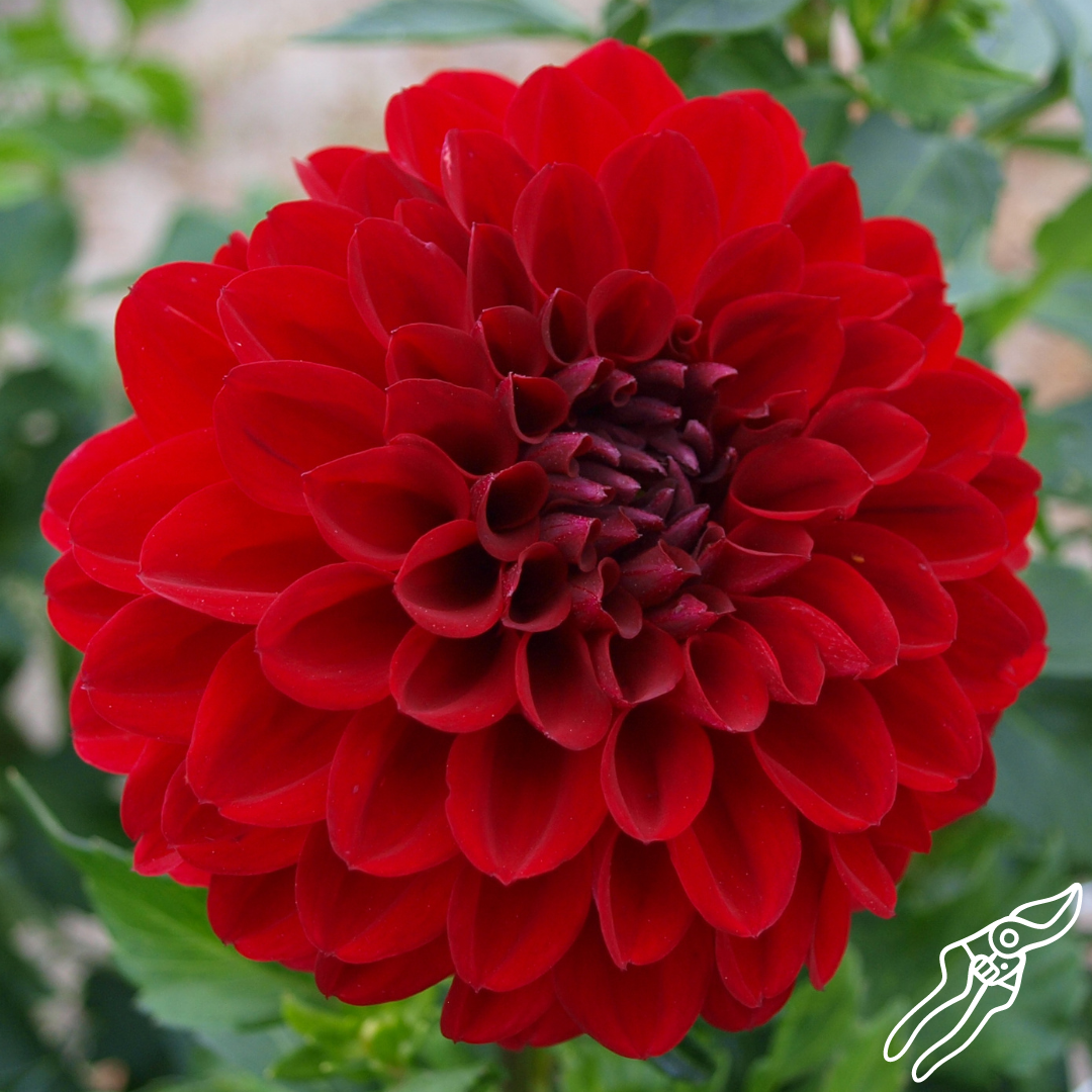 Bulk Ali Oop Dahlia Tubers | Harvest Thyme Farm