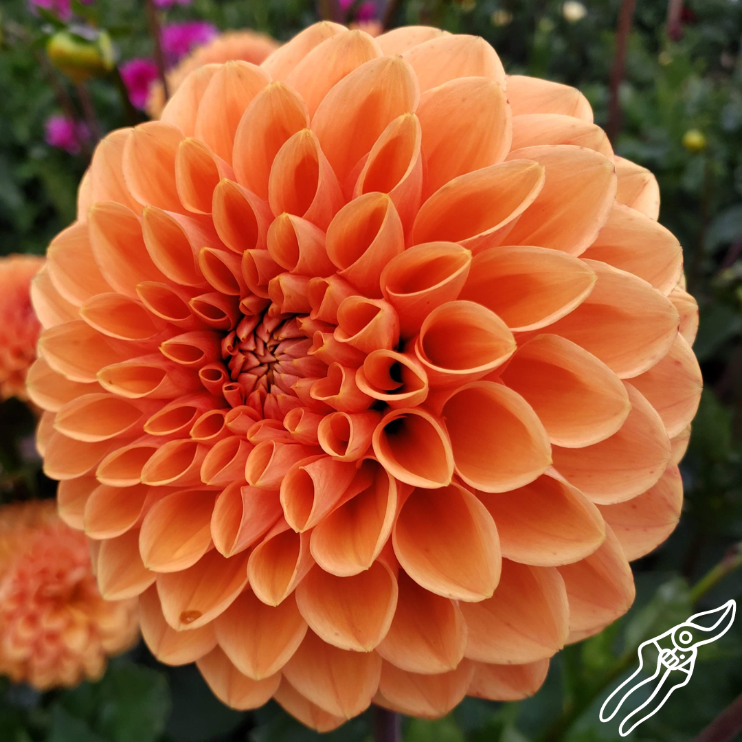 Orange Bulk Dahlias Flowers