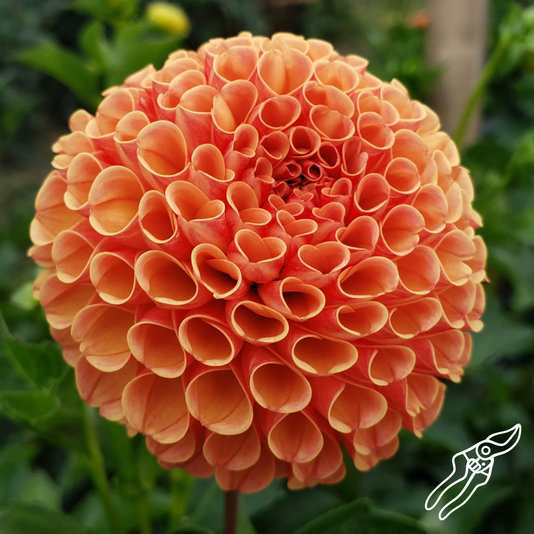 Amber Queen Dahlia Tubers | Harvest Thyme Farm