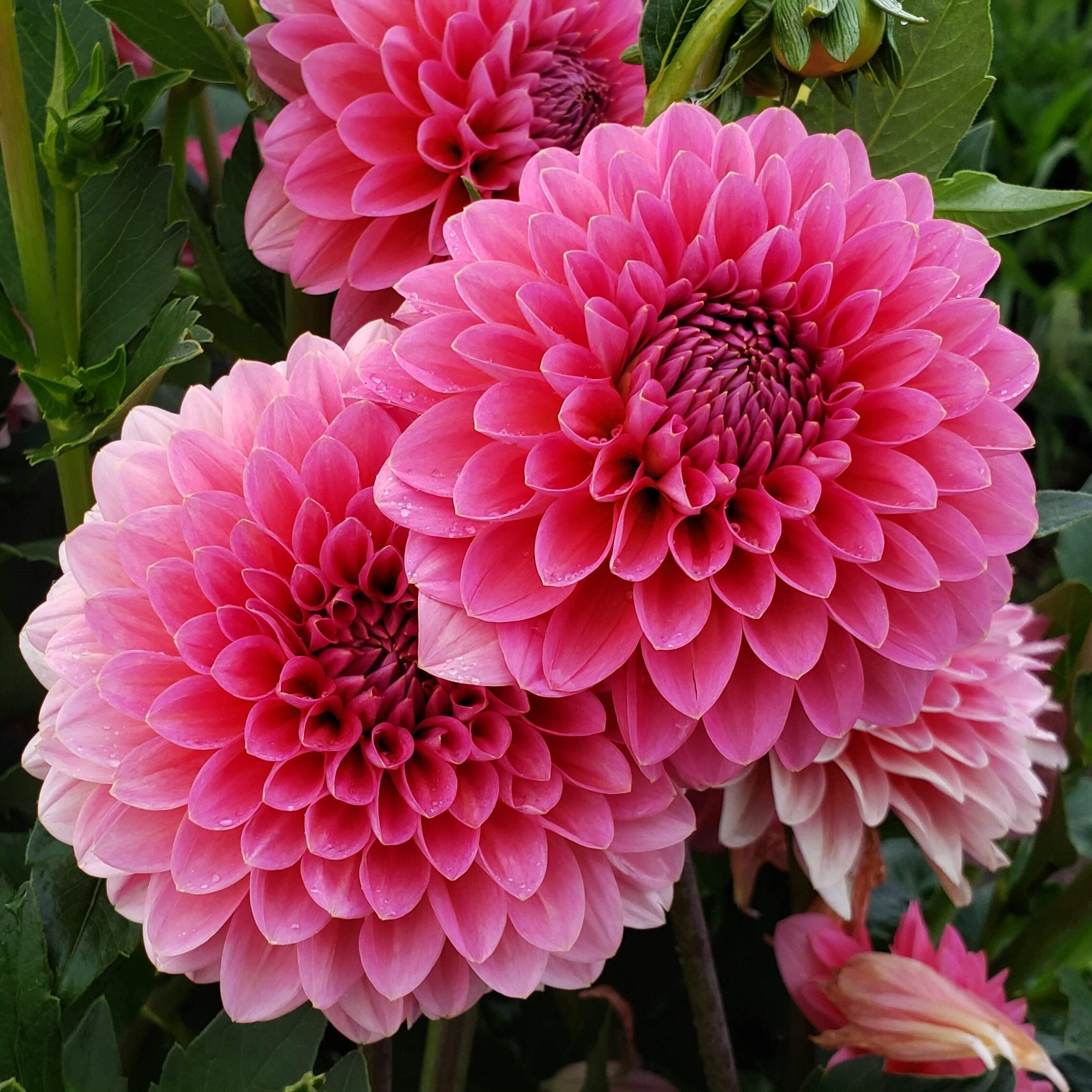 Pink Runner Dahlia Tuber | Harvest Thyme Farm